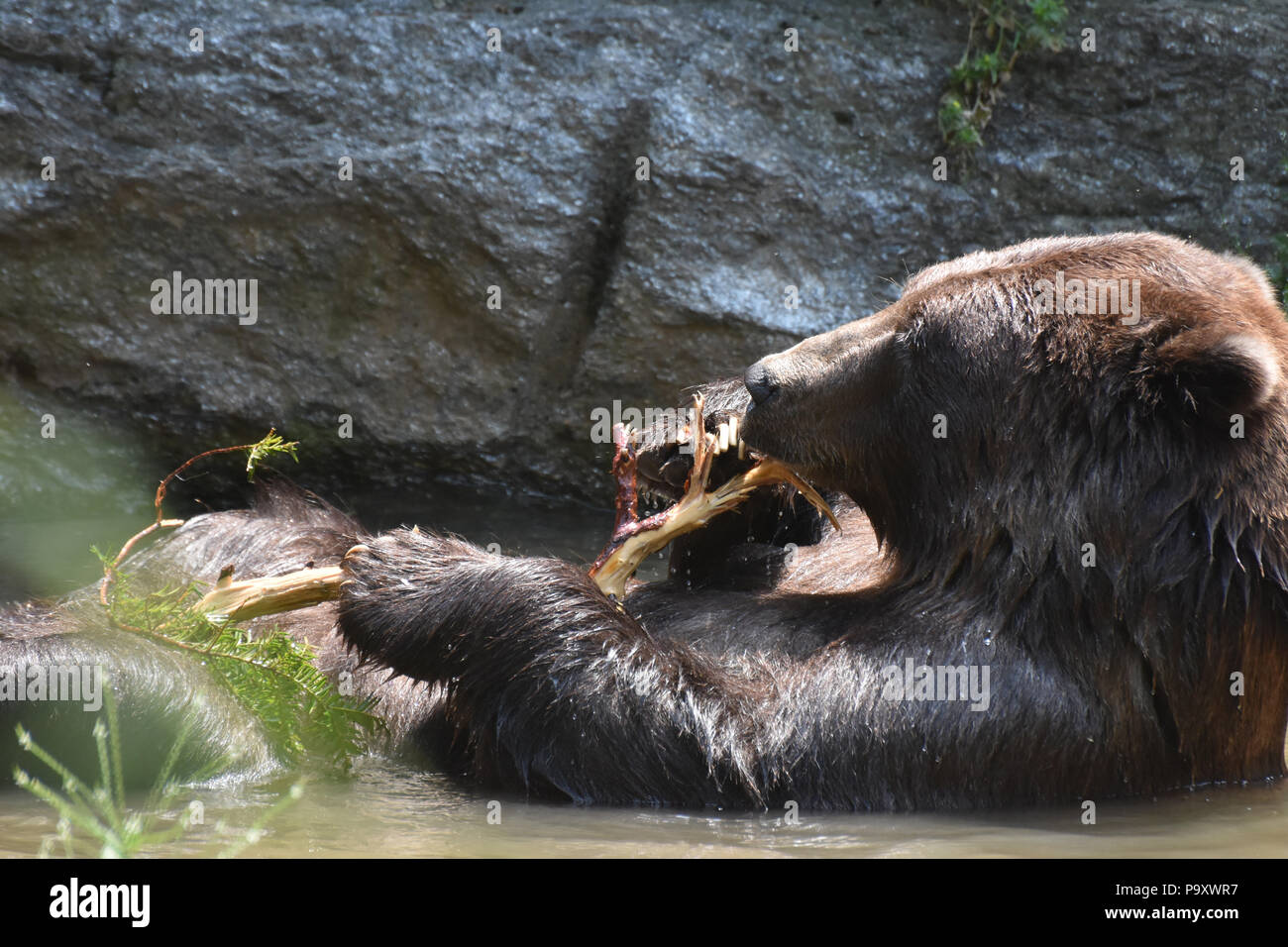 Wild Kodiak bear floating in the water while holding a tree branch ...