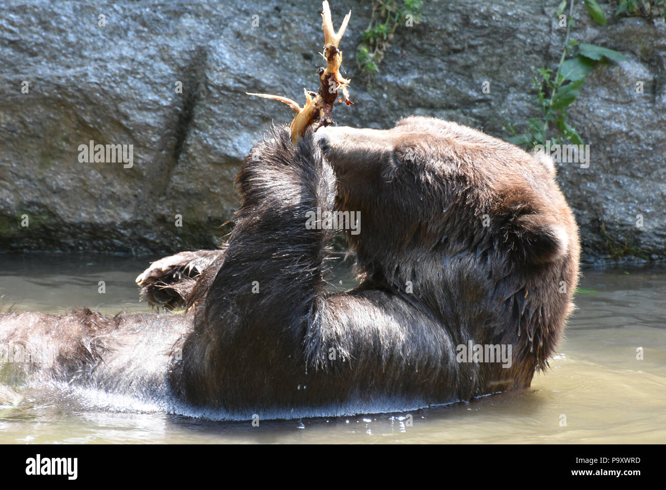 Beautiful silvertip bear floating on its back in the wild Stock Photo ...