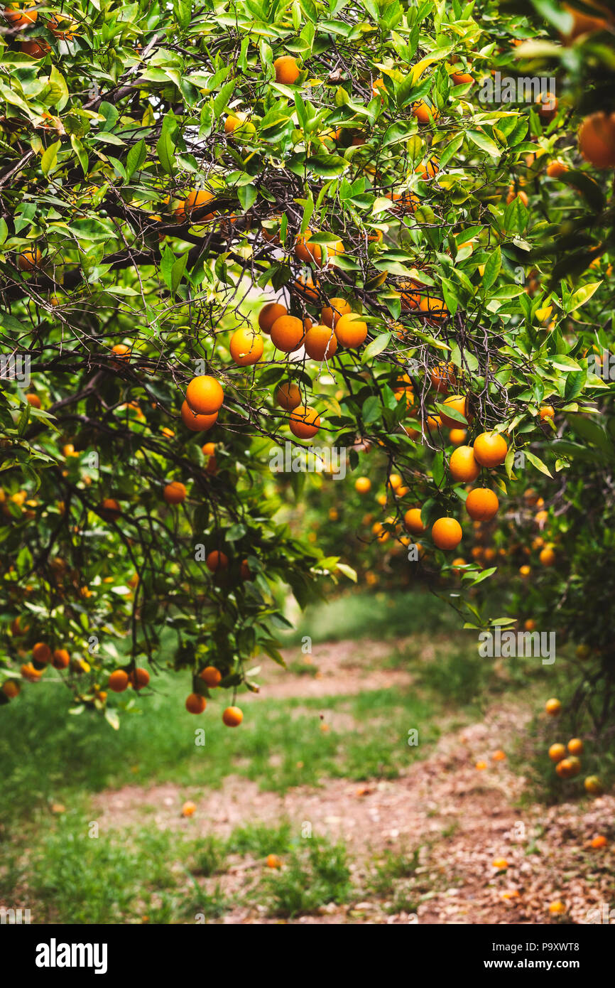 Orange groves hi-res stock photography and images - Alamy