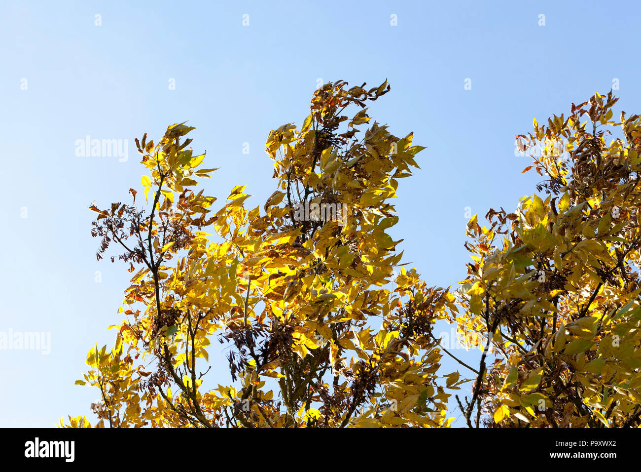 Foliar color hi-res stock photography and images - Alamy