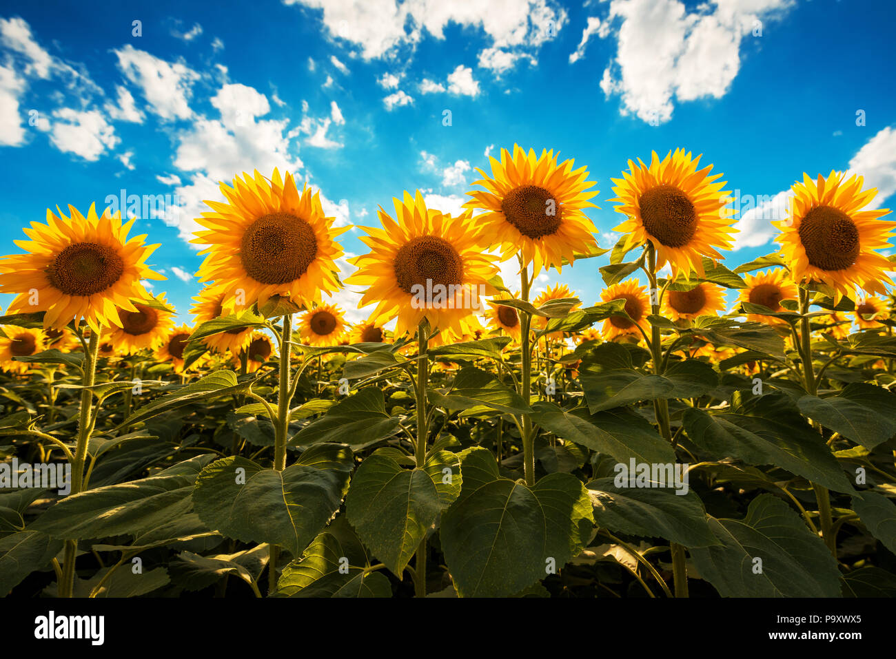 Sunny sunflower field hi-res stock photography and images - Alamy
