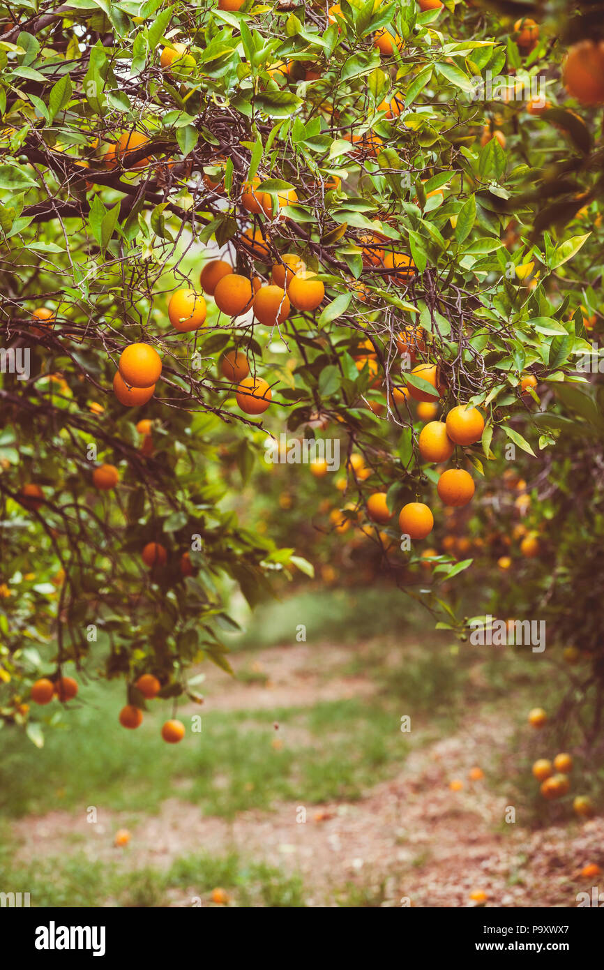Fruit orange trees america hi-res stock photography and images - Alamy