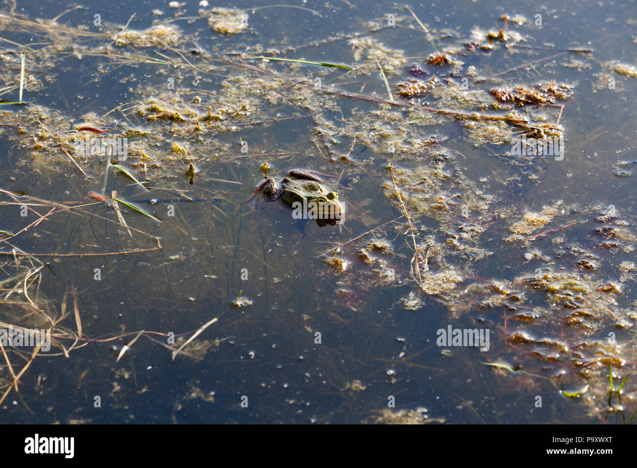 floating on the water swamp green frog, closeup in the spring Stock ...