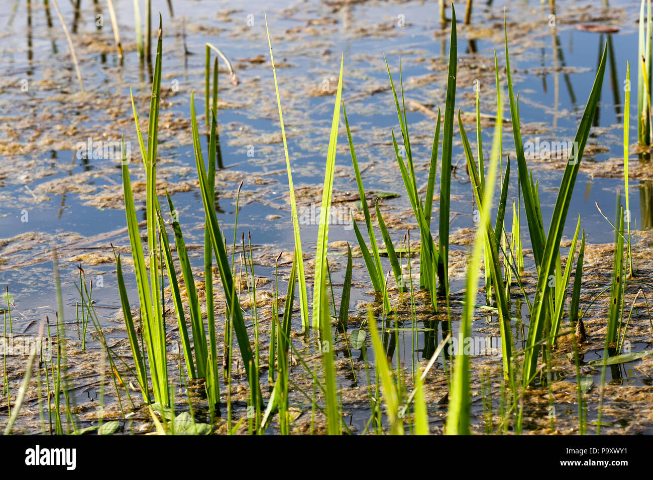 Paludal High Resolution Stock Photography and Images - Alamy