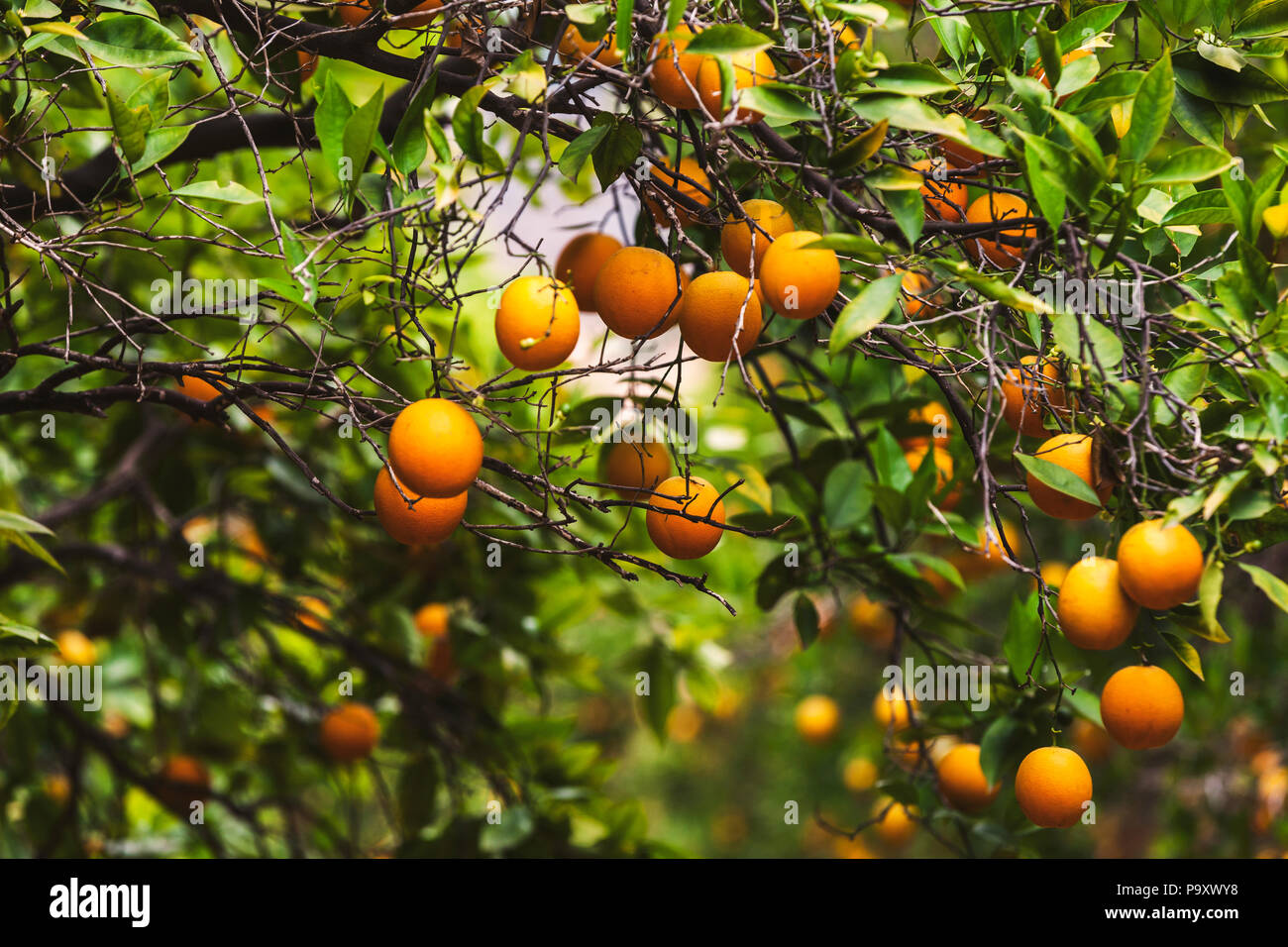 Orange fruit farm hi-res stock photography and images - Alamy