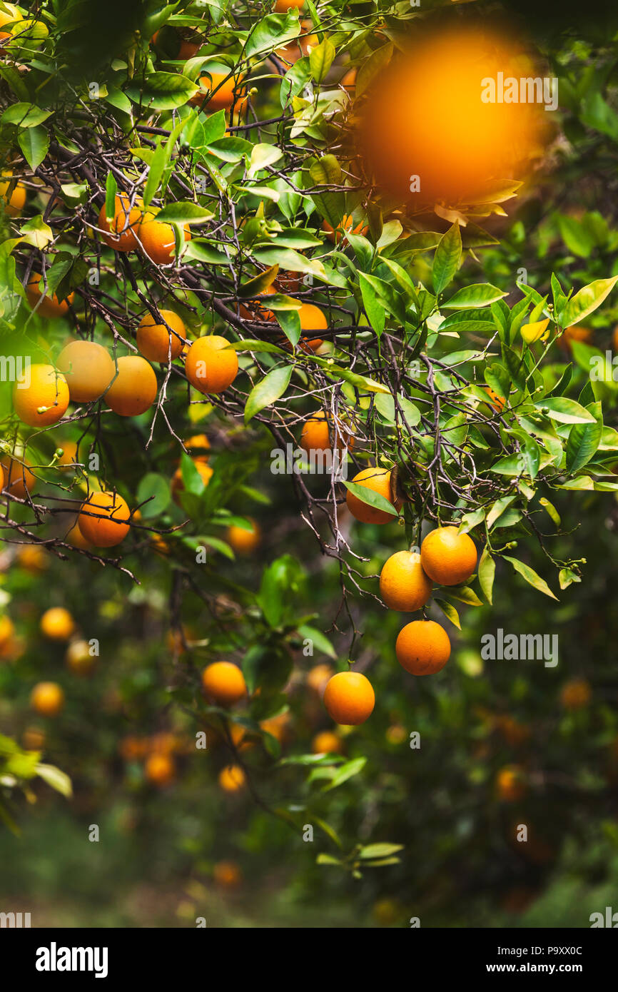 Orange fruit farm hi-res stock photography and images - Alamy