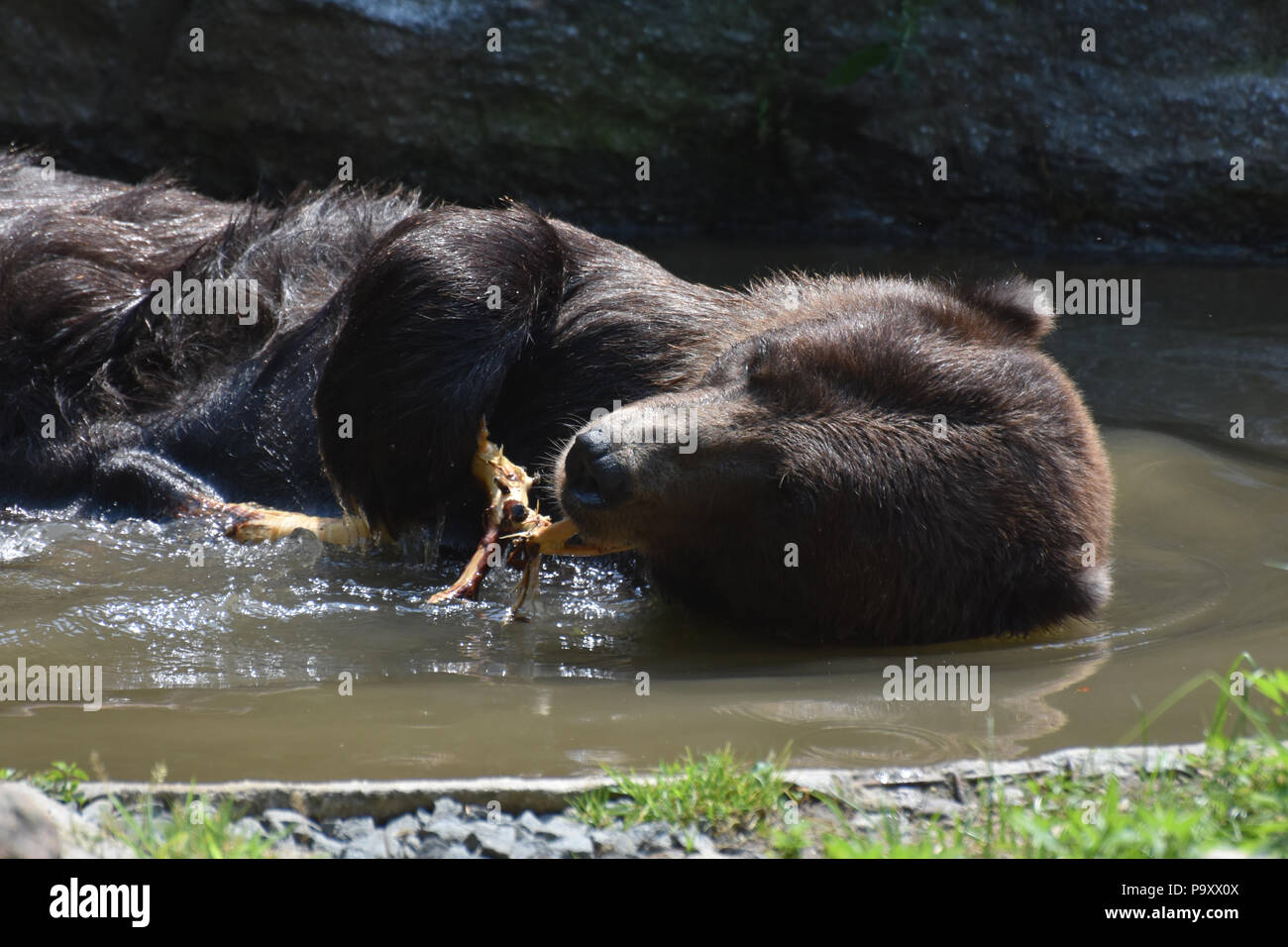 Brown bear floating on its side while playing with a tree branch Stock ...