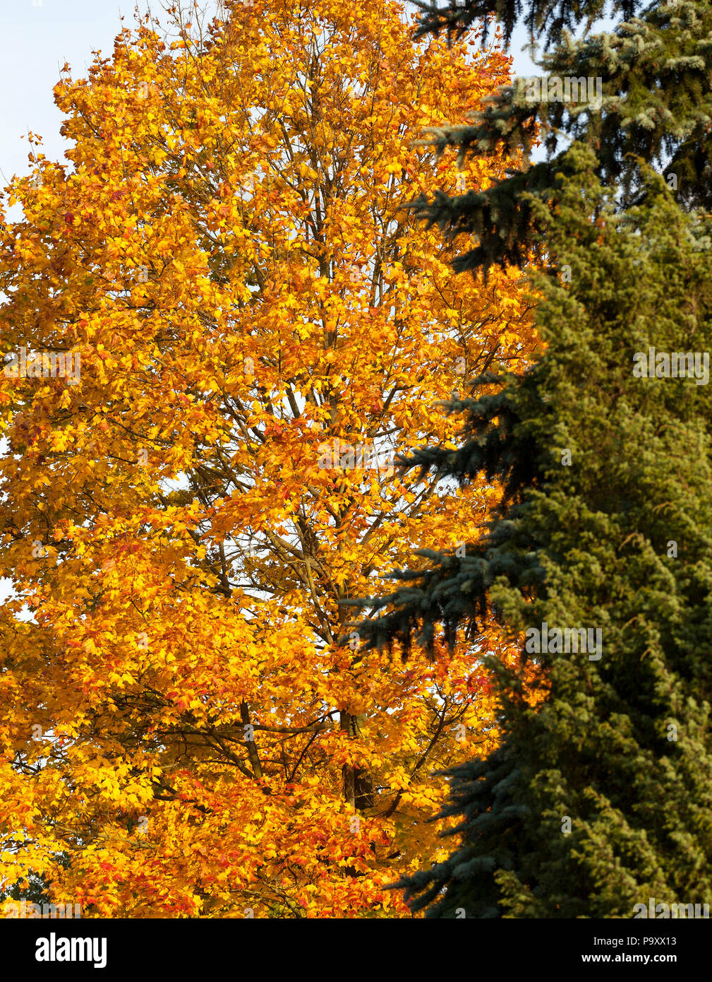 Deciduous hardwoods hi-res stock photography and images - Alamy