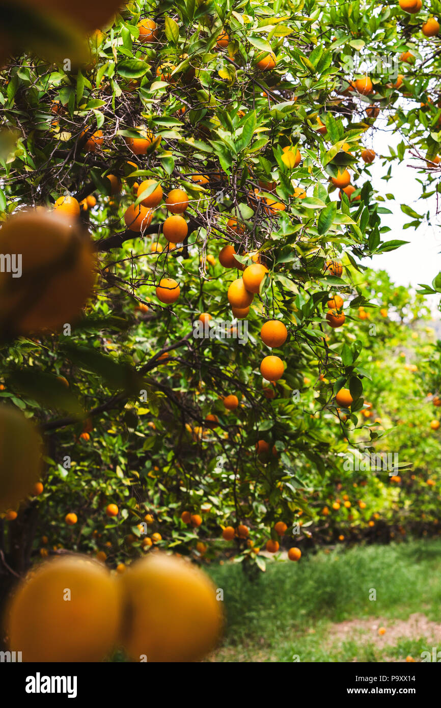 Fruit orange trees america hi-res stock photography and images - Alamy