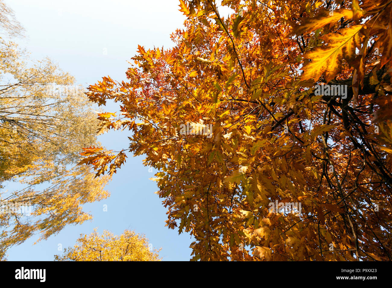 Right focus tree hi-res stock photography and images - Alamy