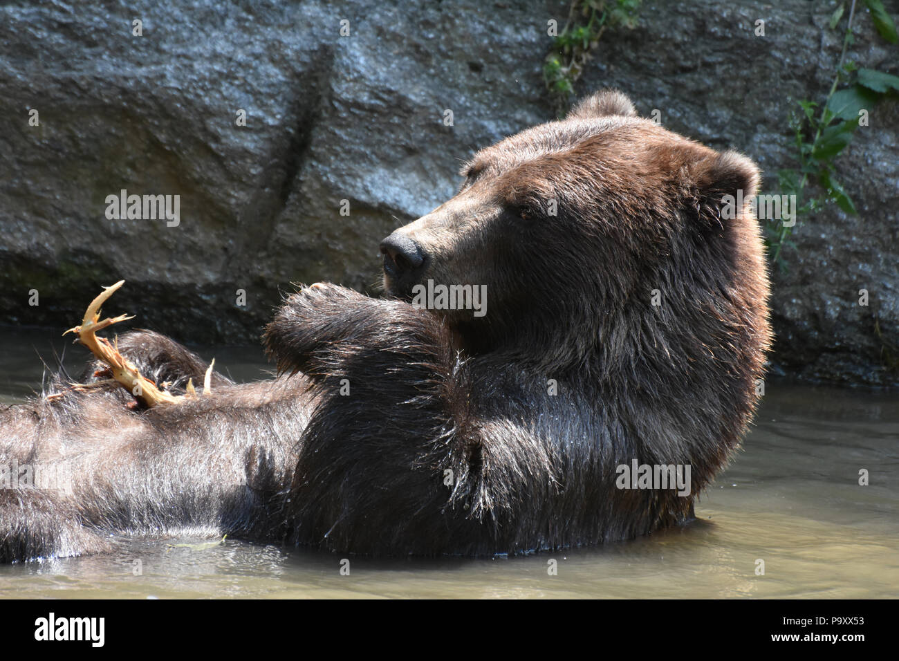 Brown slivertip bear floating while bathing in the wild Stock Photo - Alamy