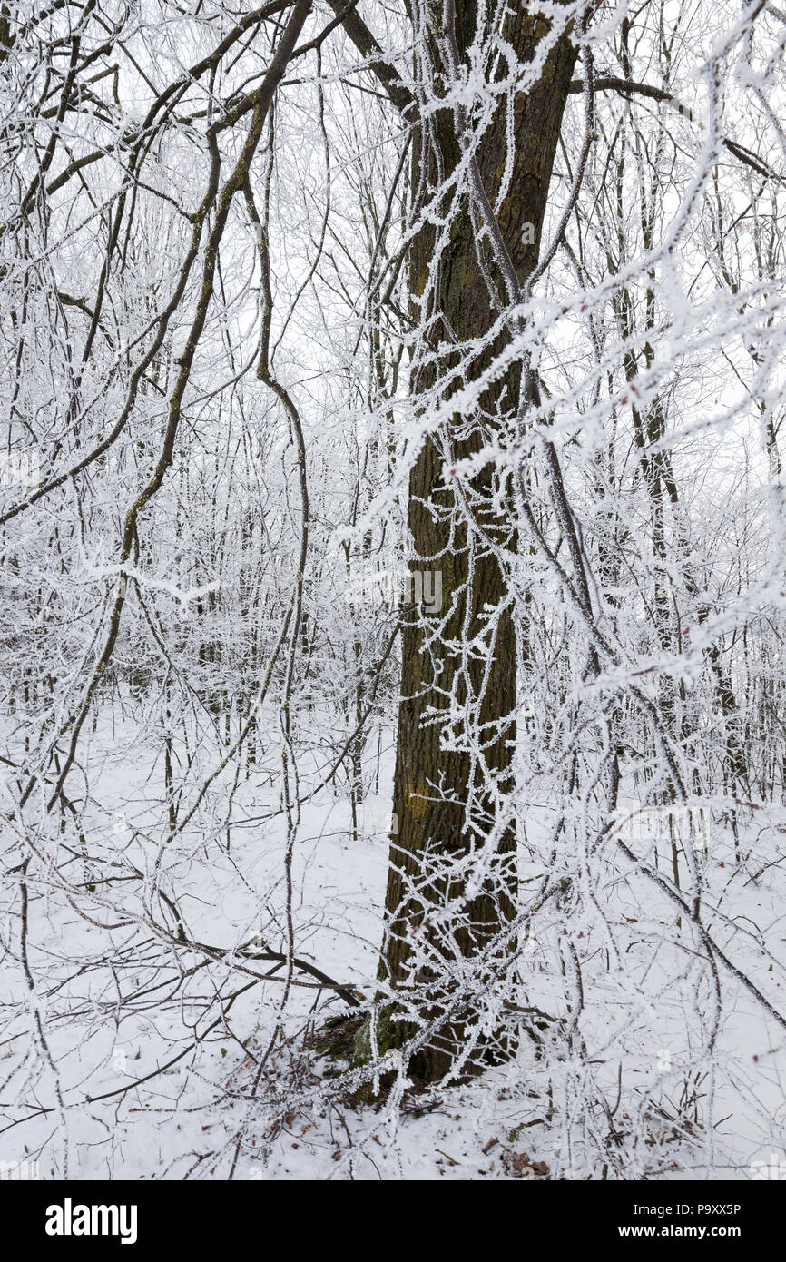 Spring forest small thin trunk hi-res stock photography and images - Alamy