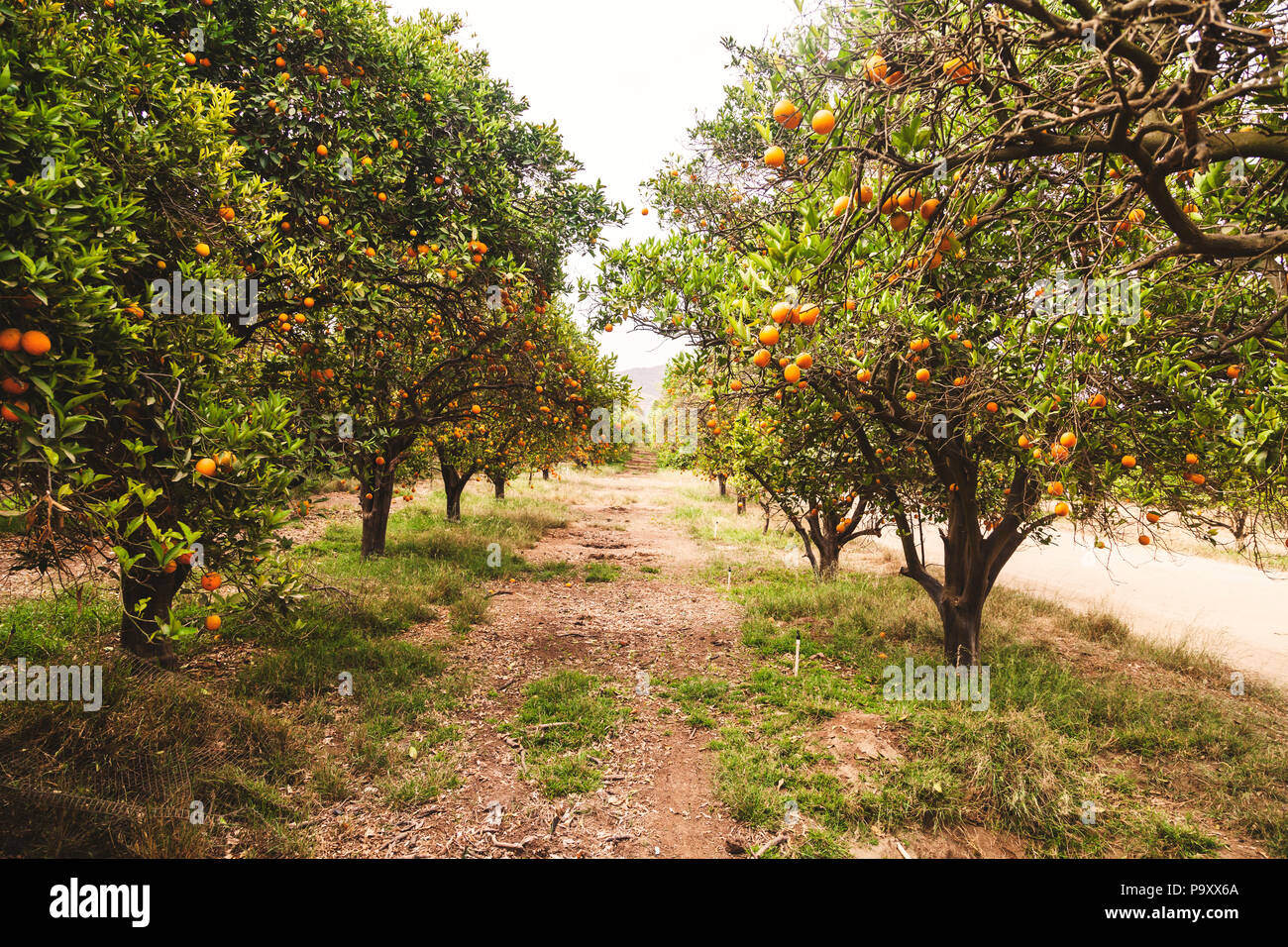 Orange orchards hi-res stock photography and images - Alamy