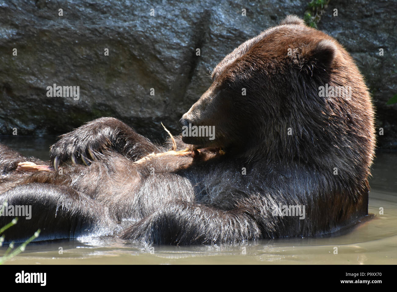 Wild brown bear looking at its belly while floating in the water Stock ...