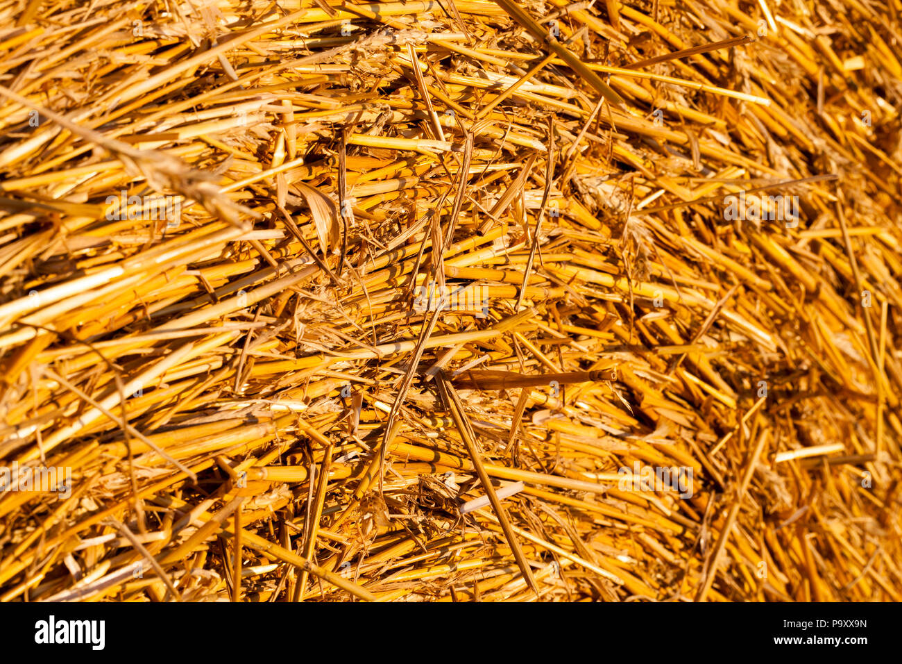 texture and background of straw in a stack, used in winter for litter ...
