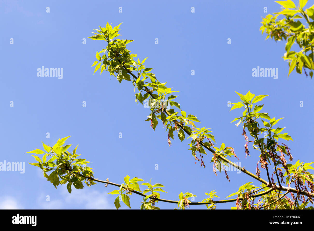 spring bloom of an ash tree in the spring season, closeup against a ...