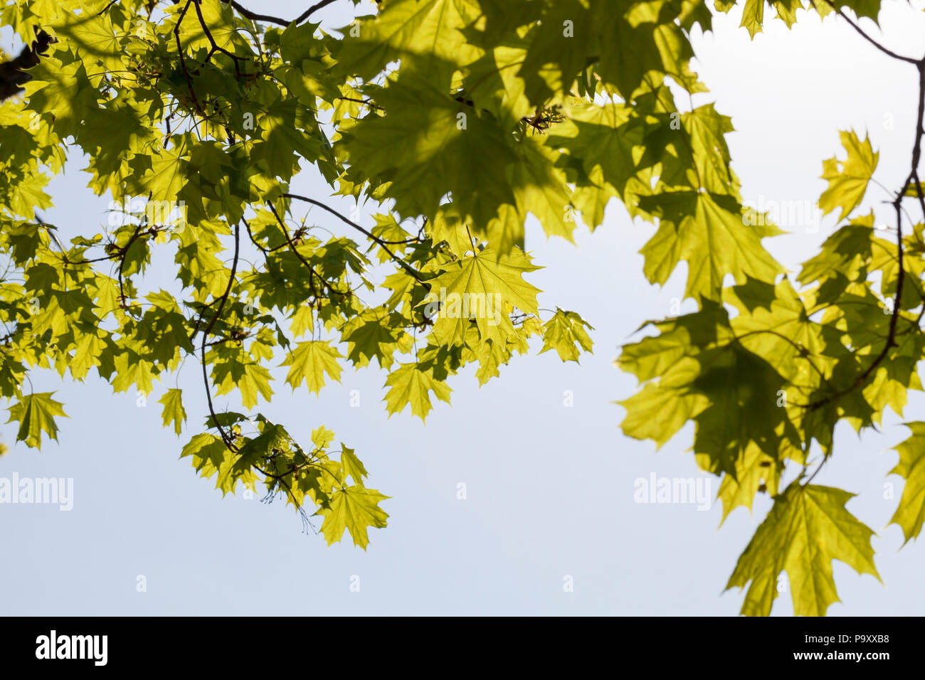 Lighted canopy hi-res stock photography and images - Alamy