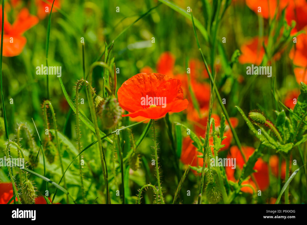Poppies in the grass hi-res stock photography and images - Alamy