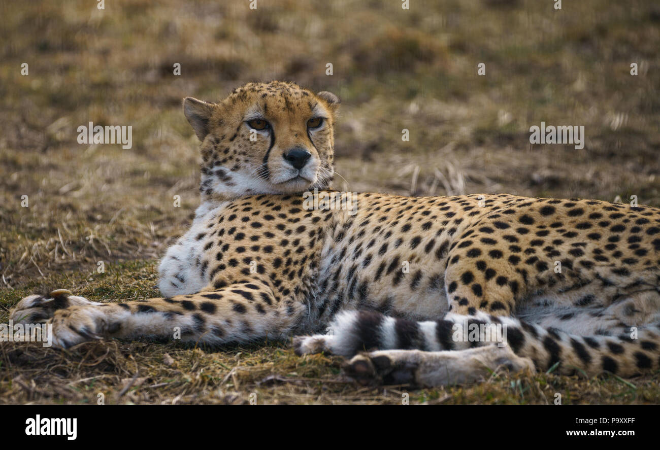 Picture of a Leopard Stock Photo - Alamy