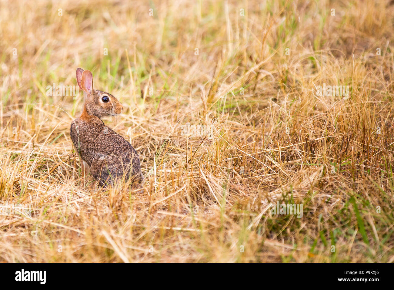 Spring hare in grass Stock Photo - Alamy