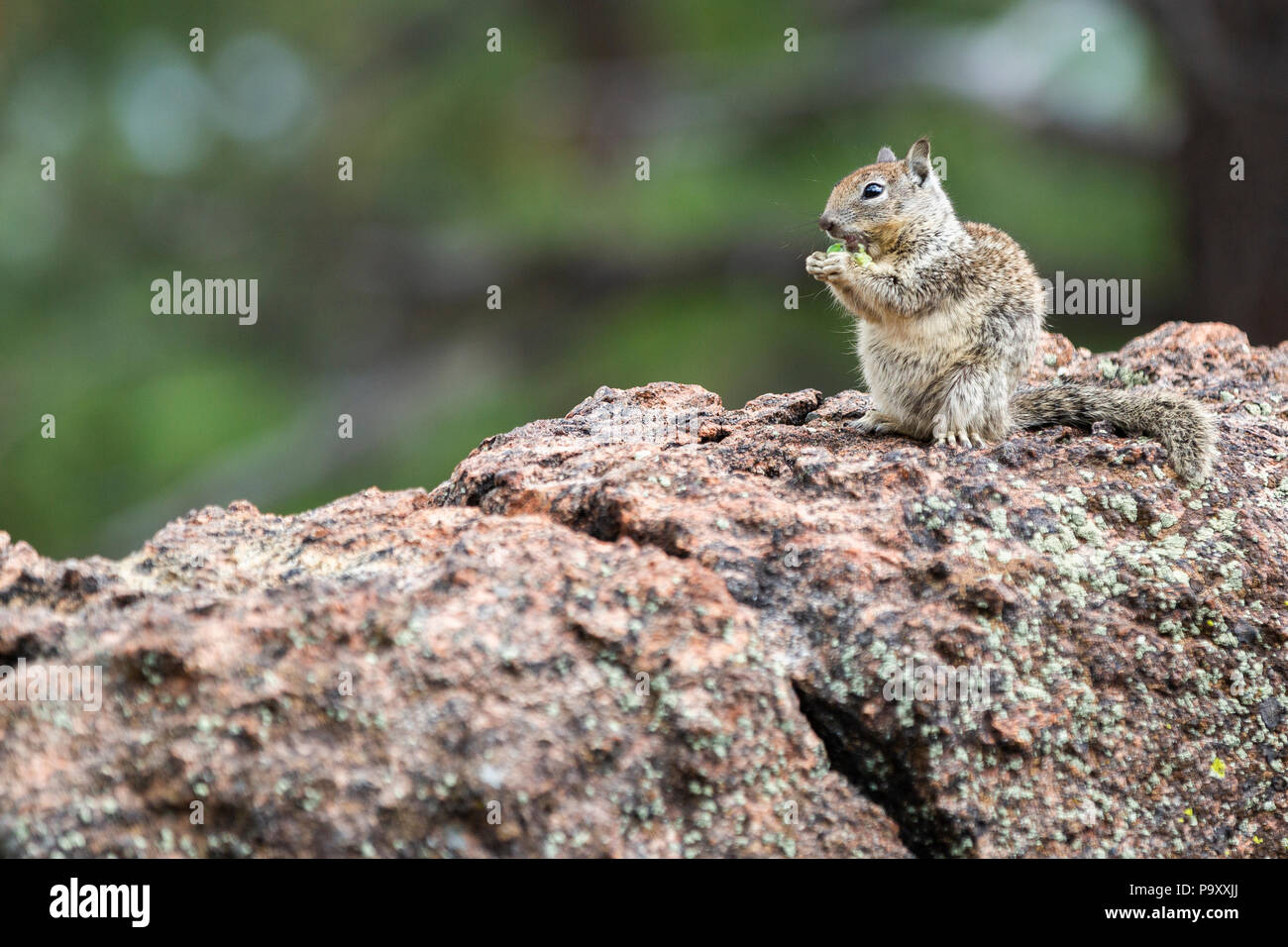 Squirrel holding nuts hi-res stock photography and images - Alamy