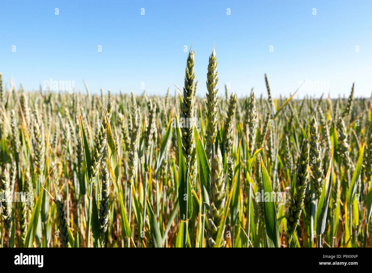 wheat field, not ripe in the beginning of summer, close-up on ...