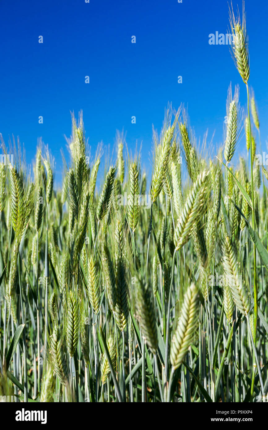 Beautiful stems hi-res stock photography and images - Alamy