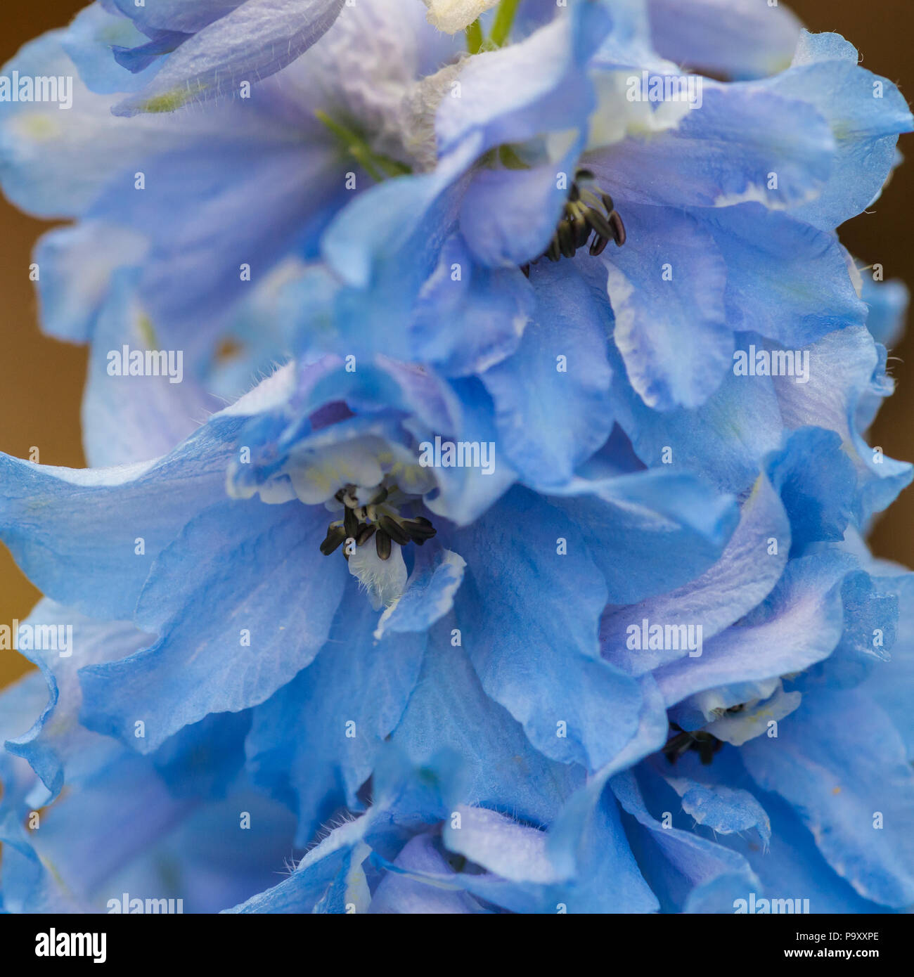 Light blue delphinium hi-res stock photography and images - Alamy