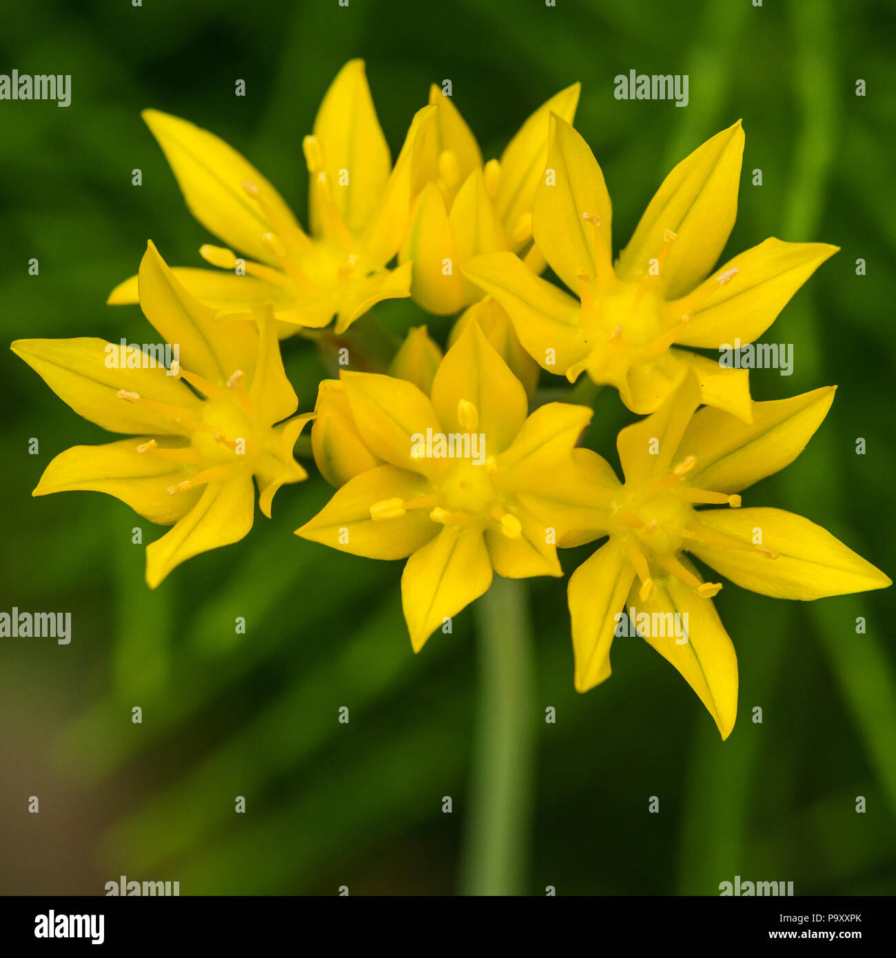 Allium moly golden garlic lily hi-res stock photography and images - Alamy