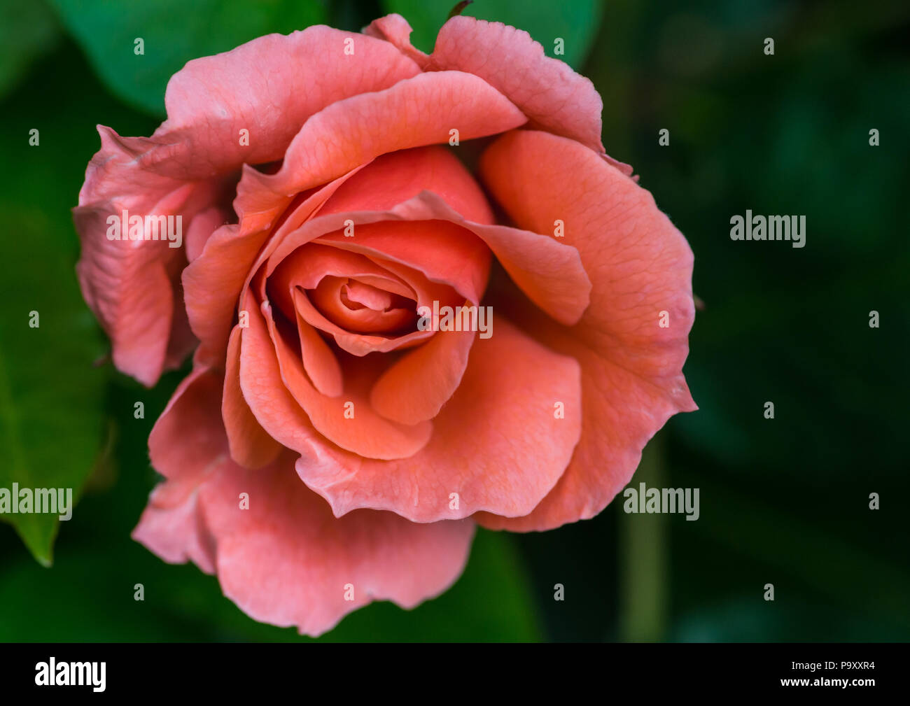 Rosa queen elizabeth hi-res stock photography and images - Alamy
