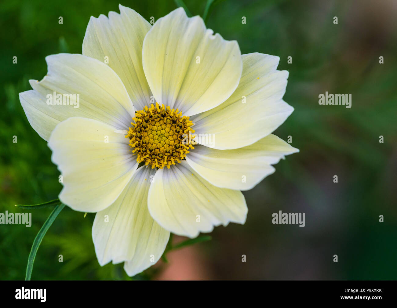 Cosmos bipinnatus ‘xanthos’ hi-res stock photography and images - Alamy