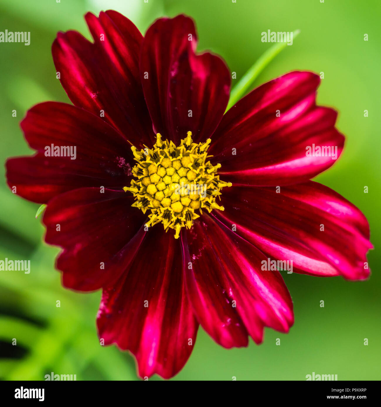 Deep red cosmos hi-res stock photography and images - Alamy