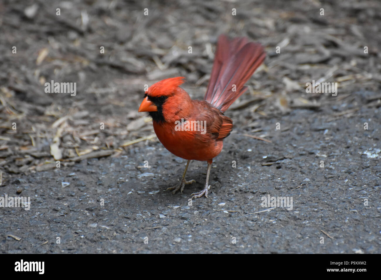 Fanned tail feathers on a red cardinal standing on the ground Stock ...