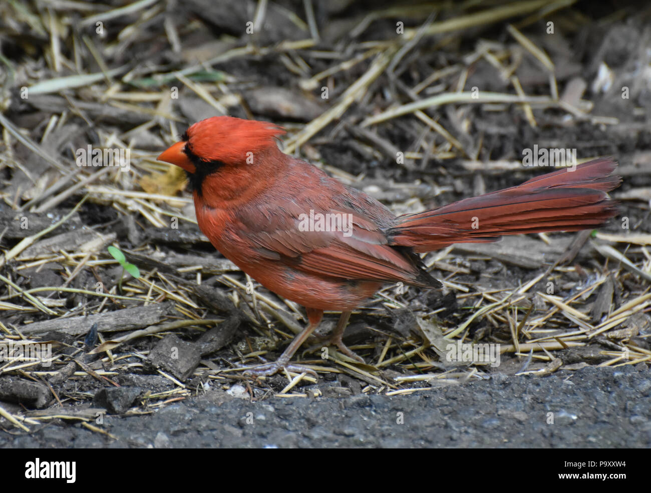 Macro cardinal bird photography hi-res stock photography and images - Alamy
