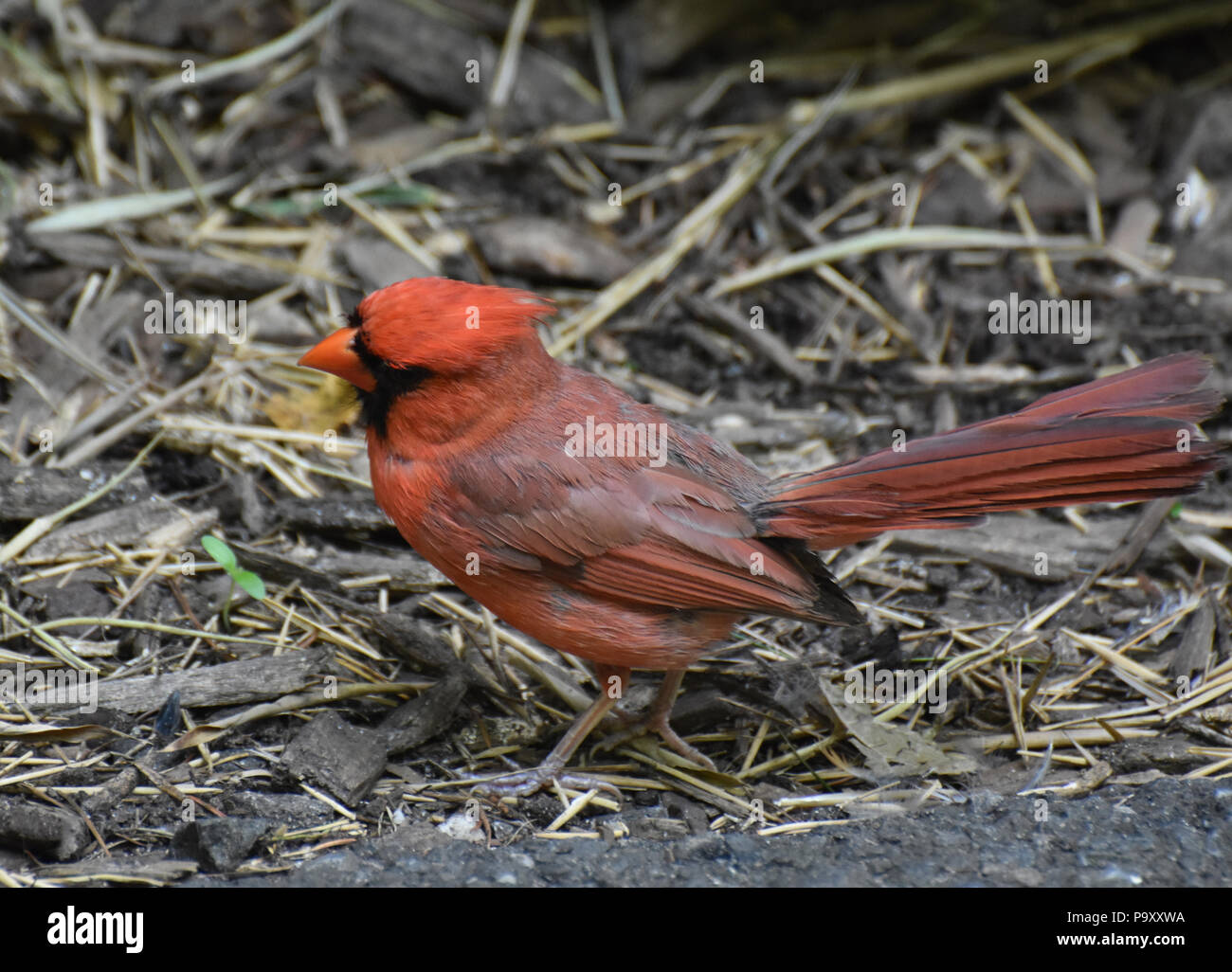 Red colored cardinal standing on the ground Stock Photo - Alamy