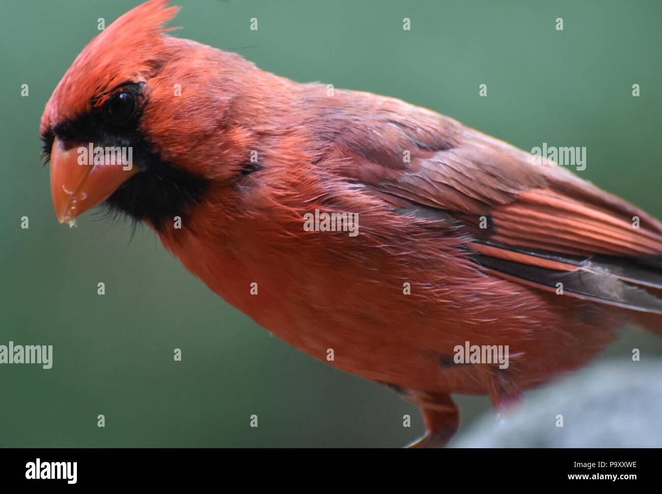 Close up look at a picture perfect cardinal bird Stock Photo - Alamy