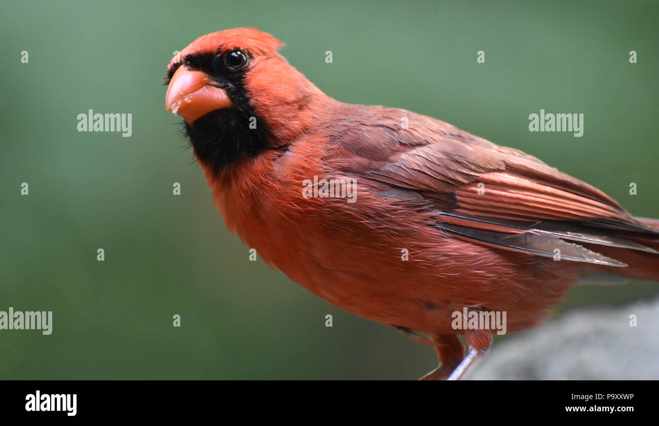 Red cardinal bird with black feathers around his beak Stock Photo - Alamy