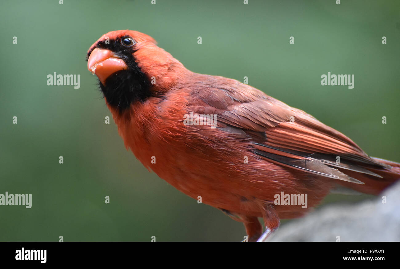 Red cardinal with crumbs hanging from his beak Stock Photo - Alamy