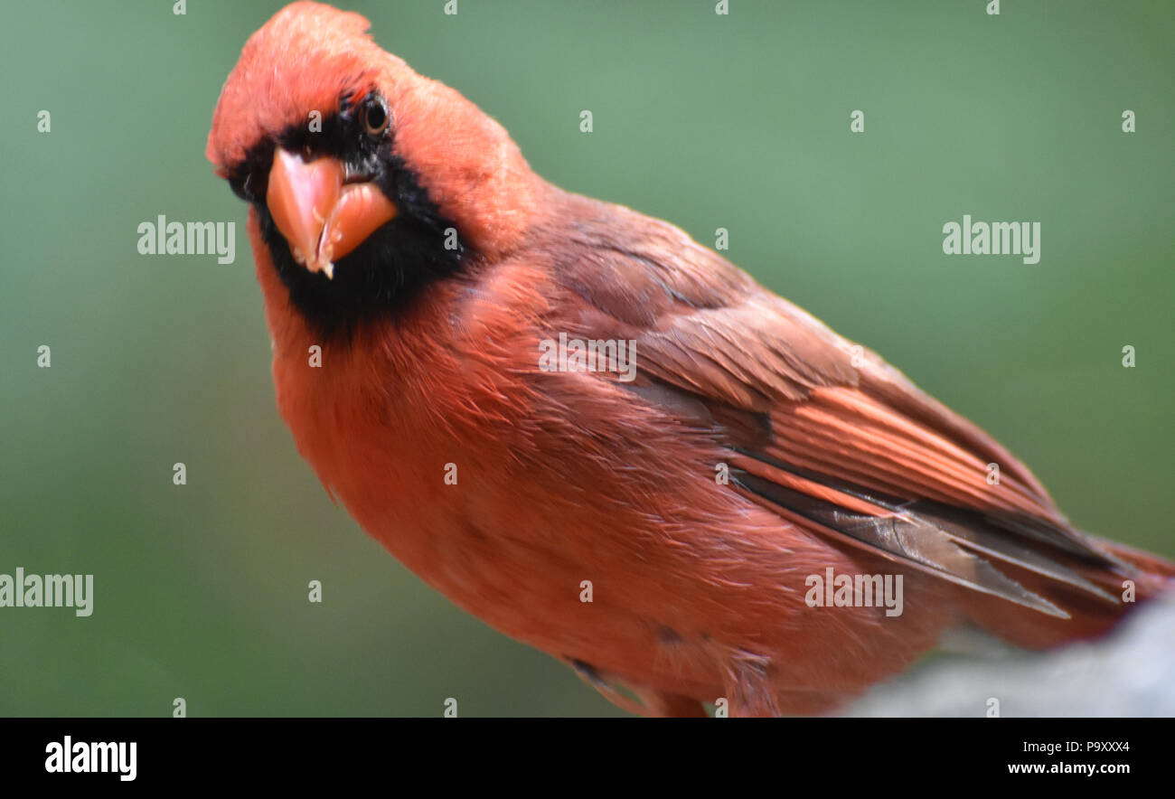 Macro cardinal bird photography hi-res stock photography and images - Alamy