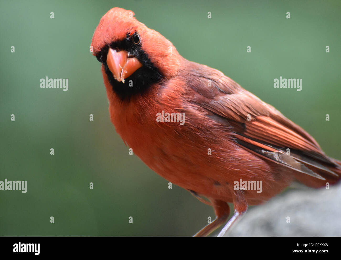 Macro cardinal bird photography hi-res stock photography and images - Alamy