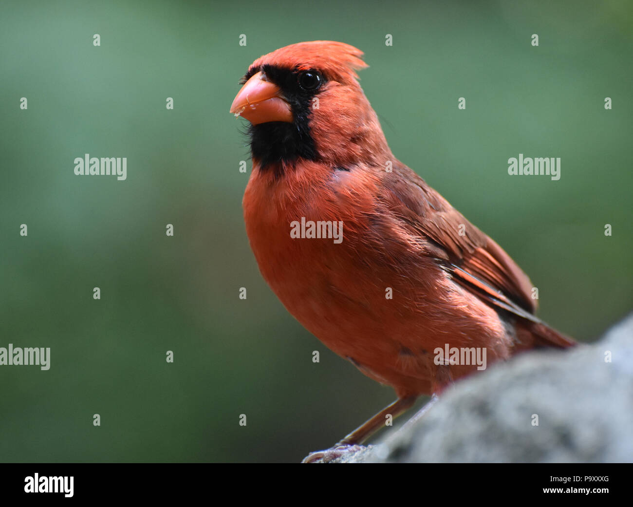Macro cardinal bird photography hi-res stock photography and images - Alamy
