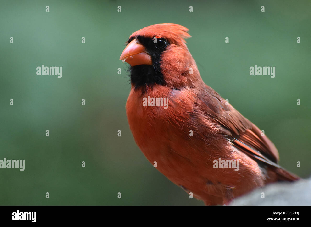 Cardinals look hi-res stock photography and images - Alamy