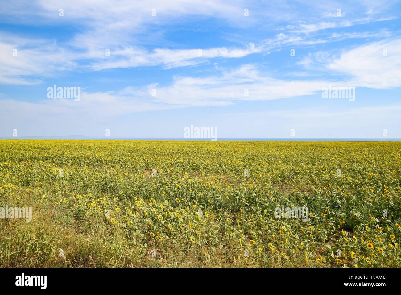 A field of sunflower near the sea. Sunflower growing in the field ...