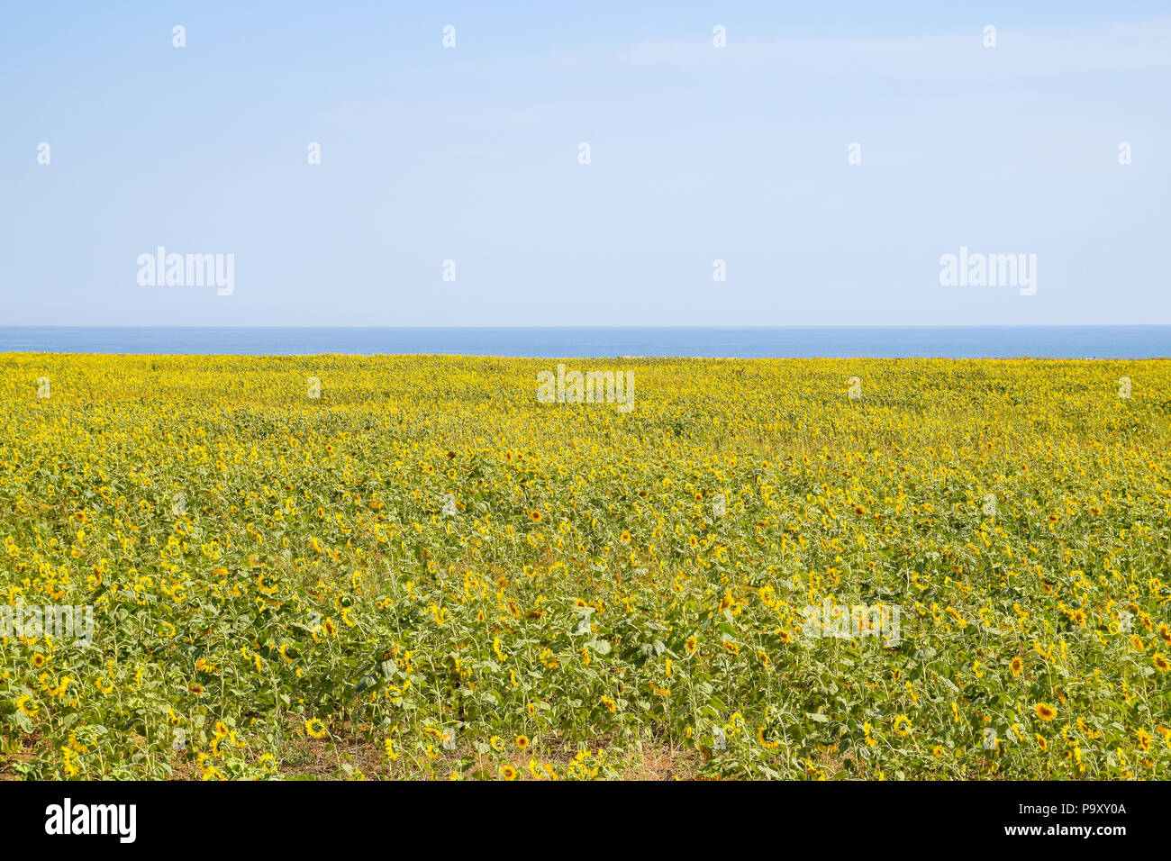 A field of sunflower near the sea. Sunflower growing in the field ...