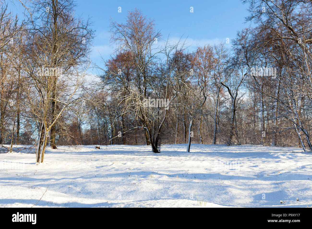 after snowfall snow covered high and low trees and bushes in winter ...