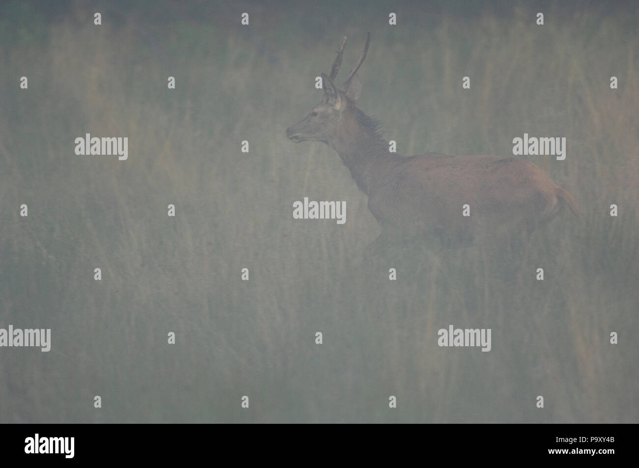 Daguet hi-res stock photography and images - Alamy
