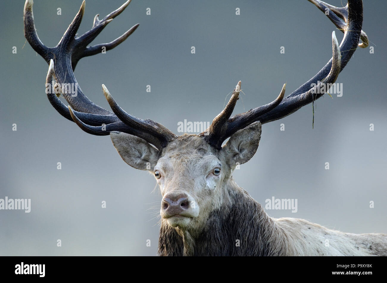 Cerf élaphe blanc - portrait - Red Deer (white) - Cervus elaphus Stock ...