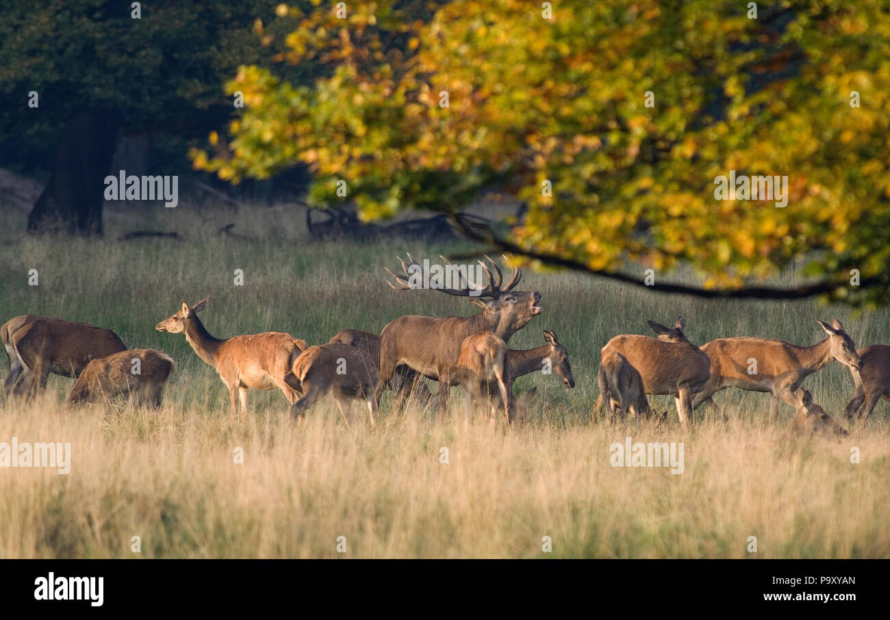 Cerf avec cerf hi-res stock photography and images - Alamy
