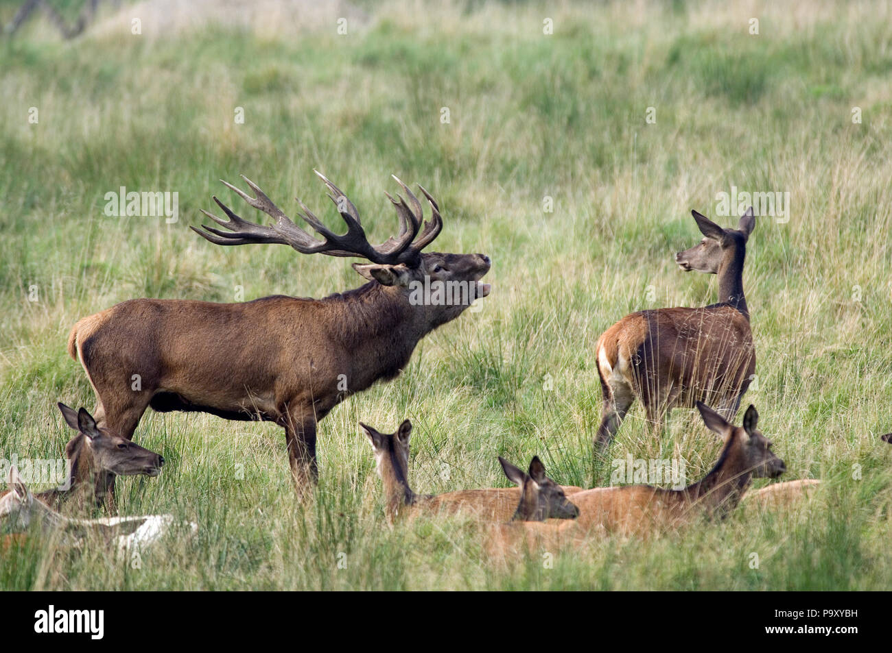 Cerf avec cerf hi-res stock photography and images - Alamy