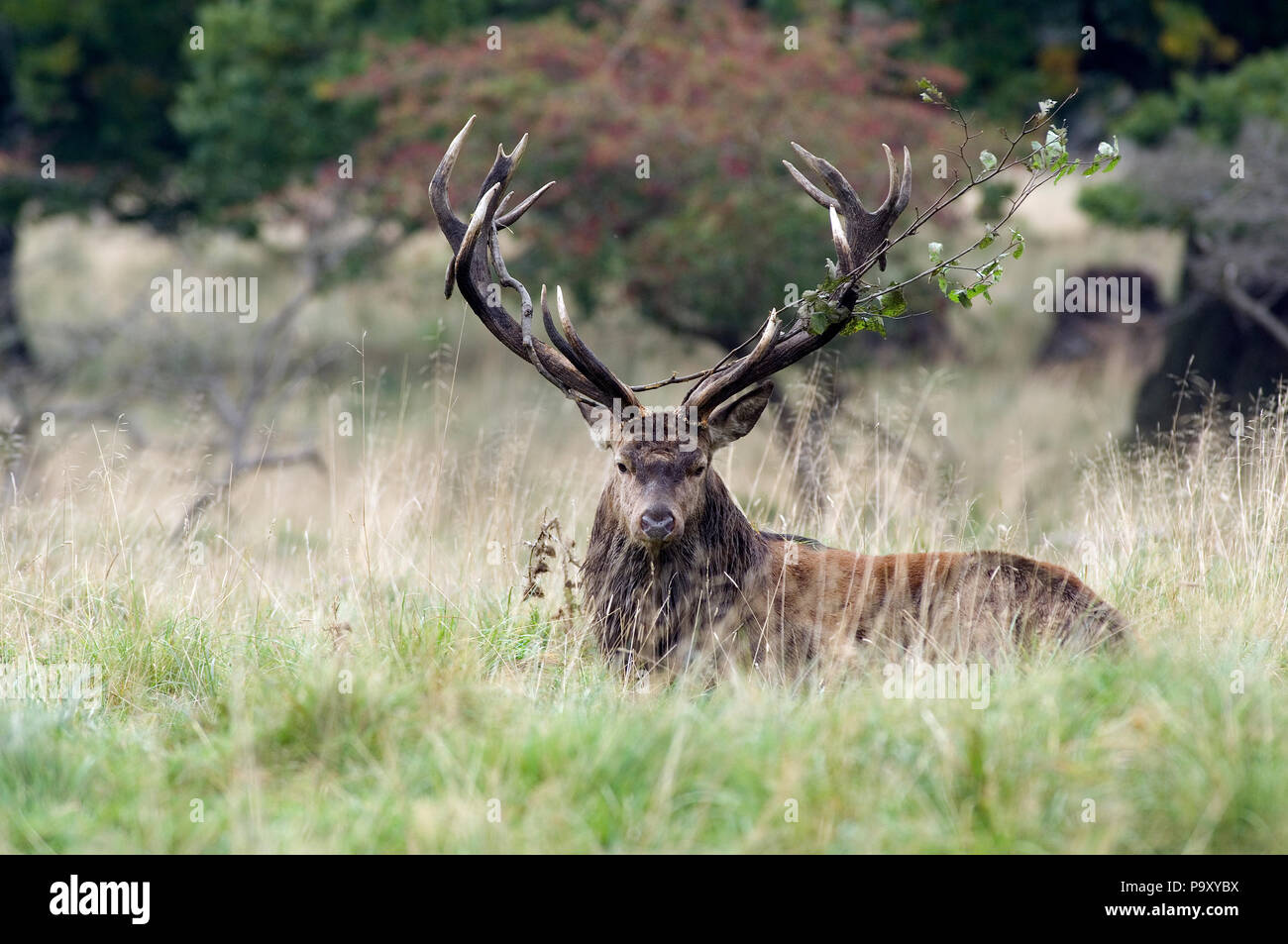 Cerf élaphe - 16 cors - Red Deer - 16 pronger - Cervus elaphus Stock ...